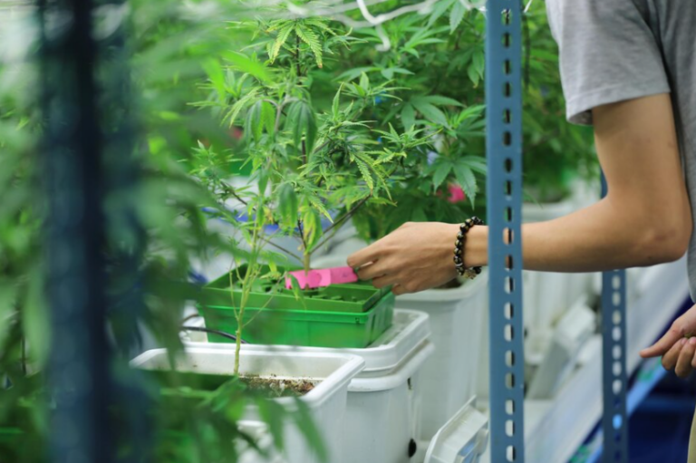 Culture Hydroponique de CBD: Guide Ultime ! (et astuces de pro)